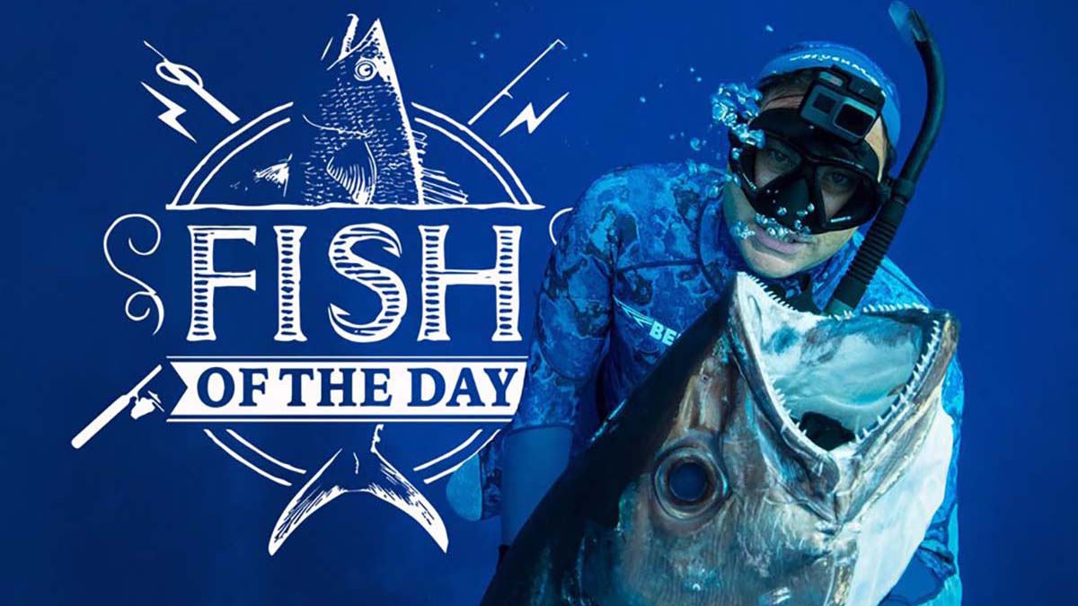 Watch "Fish of The Day" here on TV Catchup Australia
