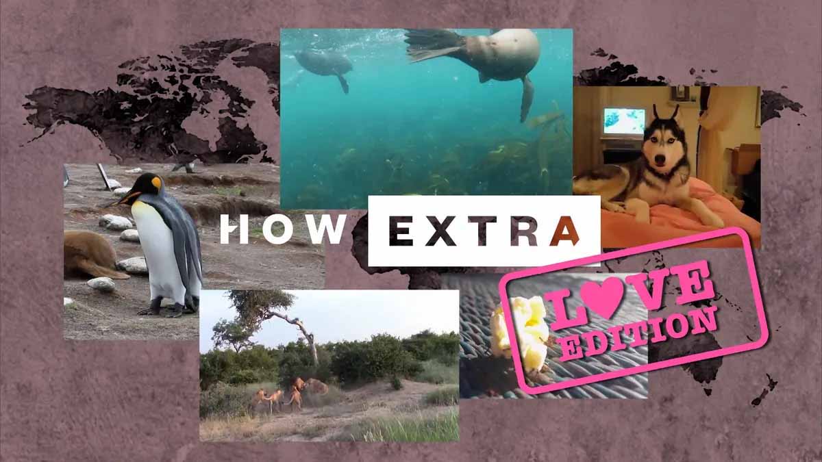 Watch "How Extra" here on TV Catchup Australia